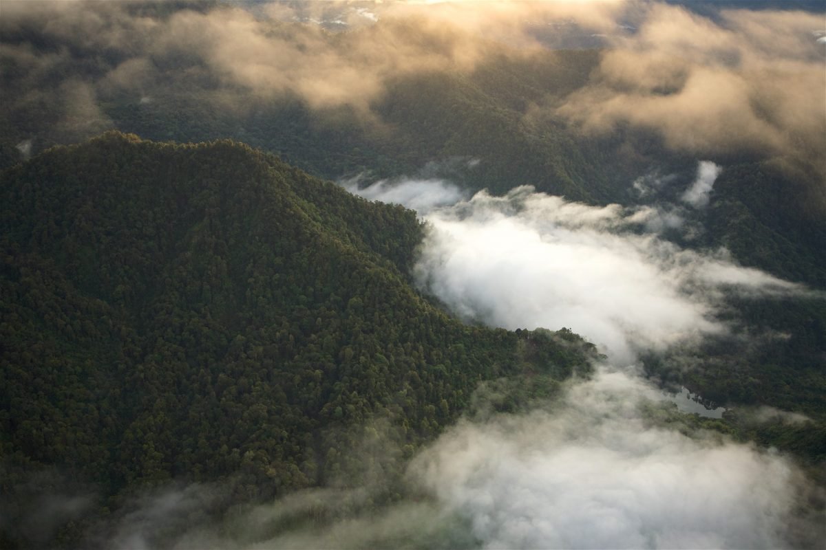 New Guinea’s Natural History – Joan Mead-Matsui
